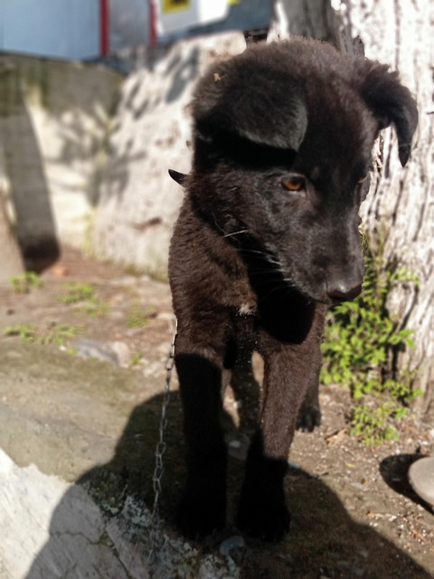 Cachorro Fofinho Filhotinho De - Foto gratuita no Pixabay - Pixabay