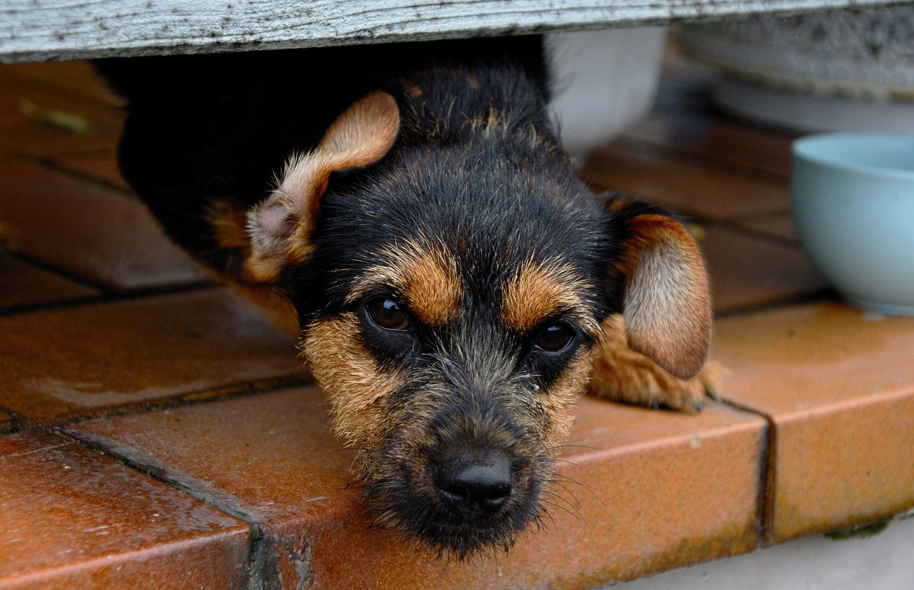 Perro Cachorro Animal Domestico - Foto gratis en Pixabay - Pixabay