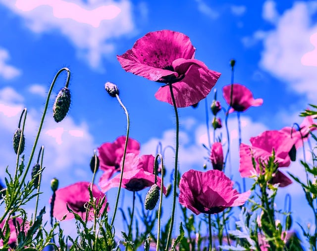 400,000+ Free Zoom Background & Zoom Background Images - Pixabay