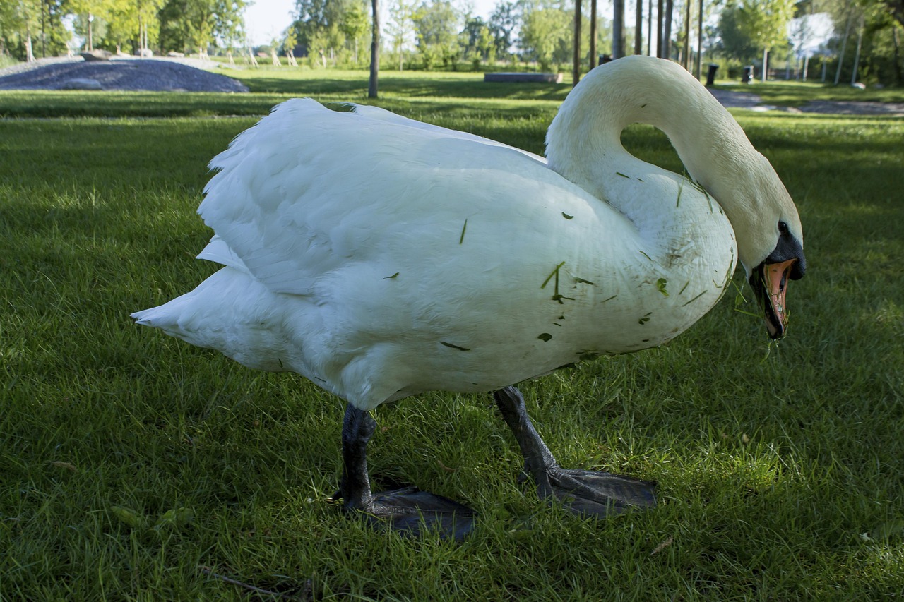 หงส์ Swan Lake ทุ่งหญ้า - ภาพฟรีบน Pixabay - Pixabay