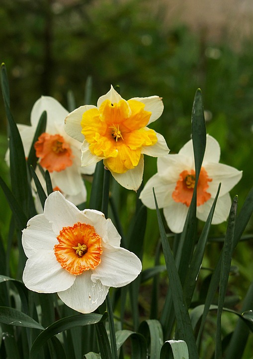 Narcissus Spring Flowers - Free photo on Pixabay