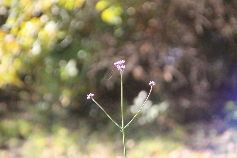 Flou La Nature - Photo gratuite sur Pixabay - Pixabay