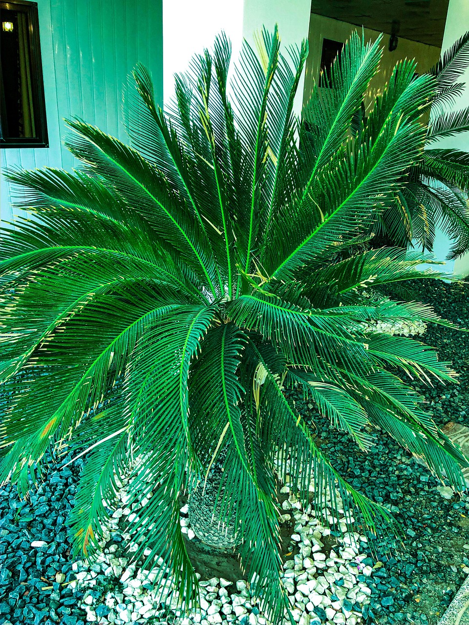 Planta Palma - Foto gratuita no Pixabay - Pixabay
