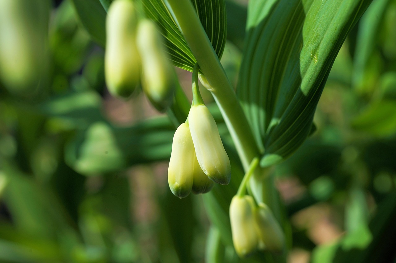 Bells Flower Blossom - Free photo on Pixabay - Pixabay