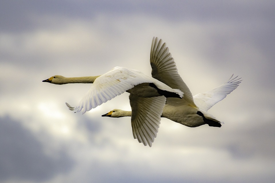 Swan Birds In Flight Nature - Free photo on Pixabay - Pixabay