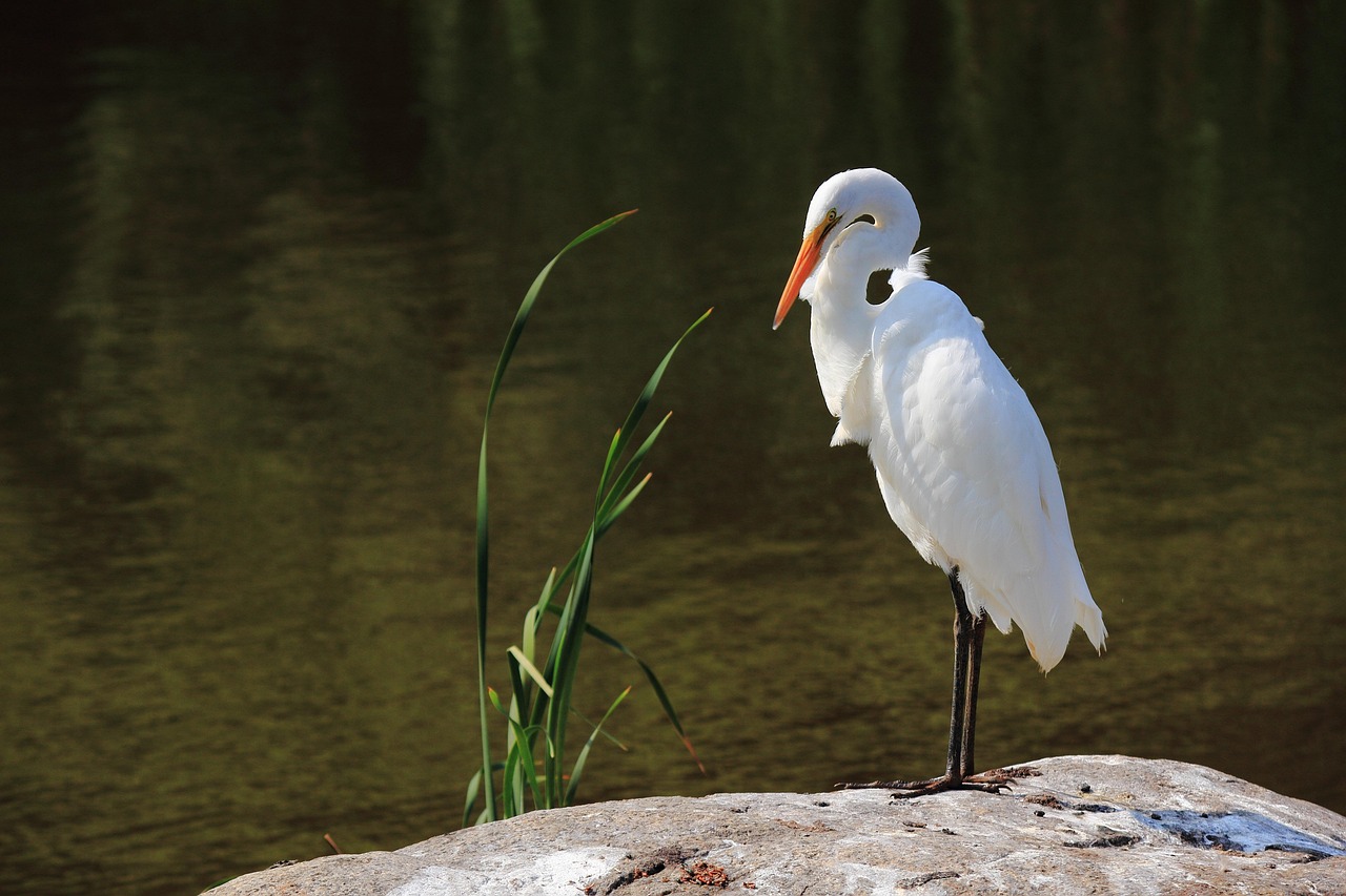 Swamp Egret Calm - Free photo on Pixabay - Pixabay