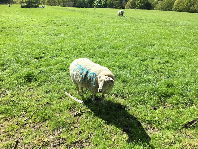 Graves Park Sheep Sheffield May - Free photo on Pixabay - Pixabay