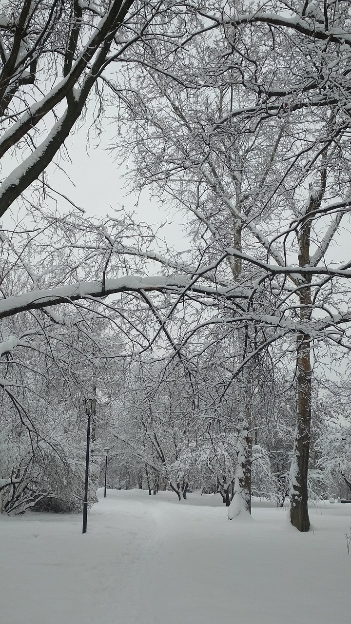 Winter White Snow - Free photo on Pixabay