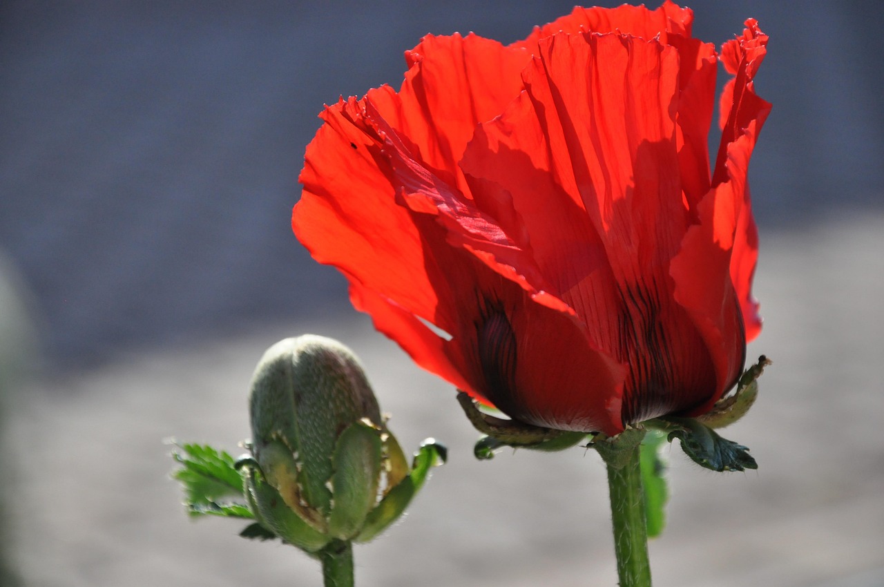 Orange Corn Poppy - Free photo on Pixabay - Pixabay