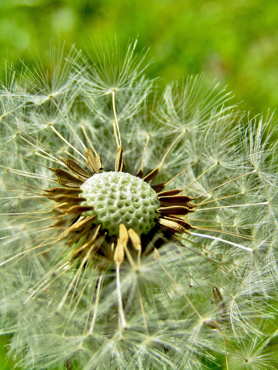 100+ kostenlose Pusteblume Weißer Hintergrund und Pusteblume-Bilder ...