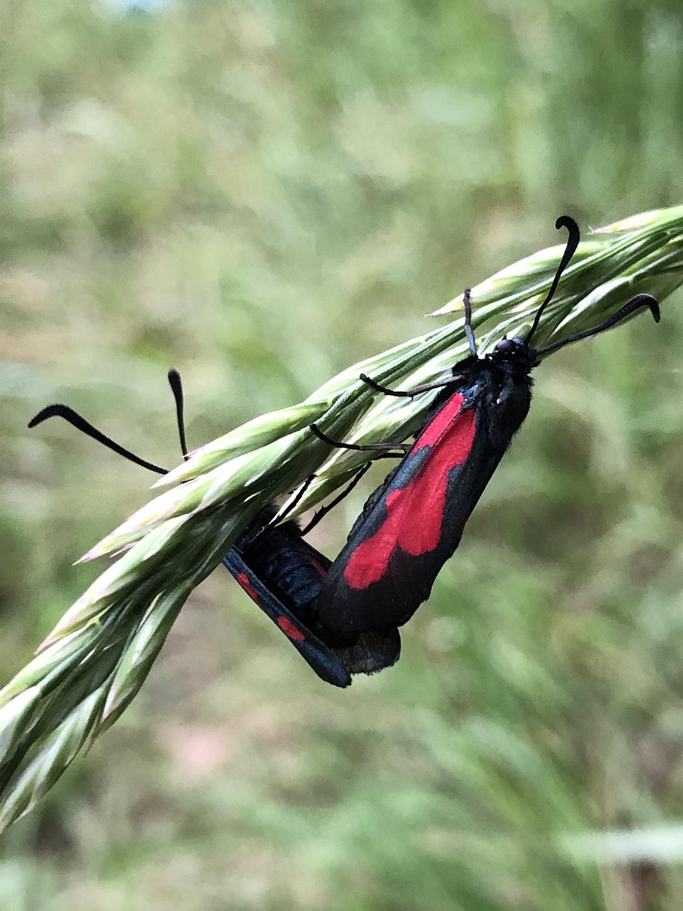 Zygaena Filipendulae Borboleta - Foto gratuita no Pixabay - Pixabay