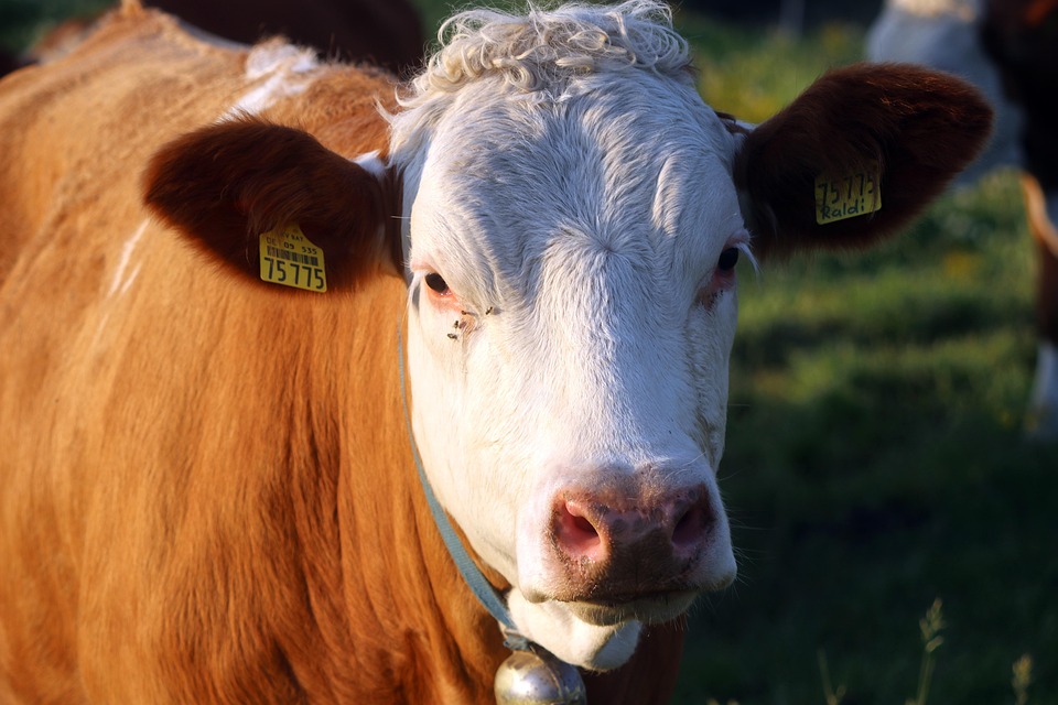Muh Vaca Pasto Sino De - Foto gratuita no Pixabay