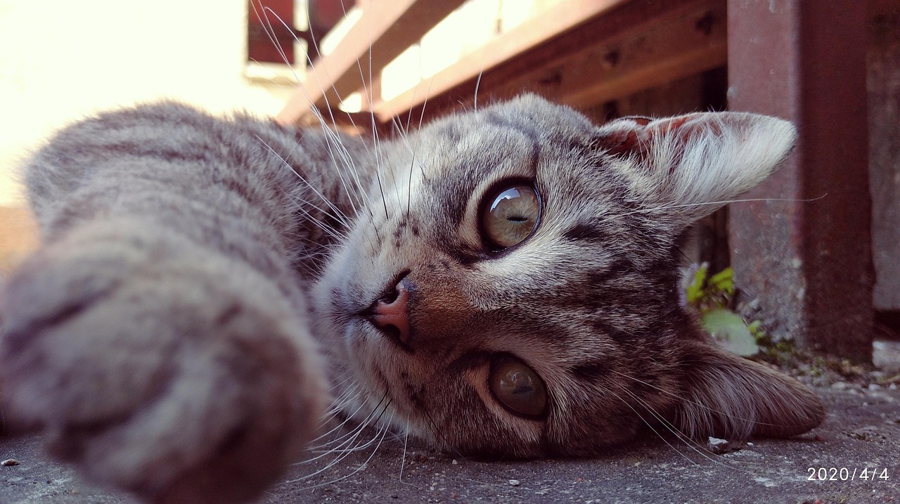 Kitten Animal Tiger - Free photo on Pixabay - Pixabay