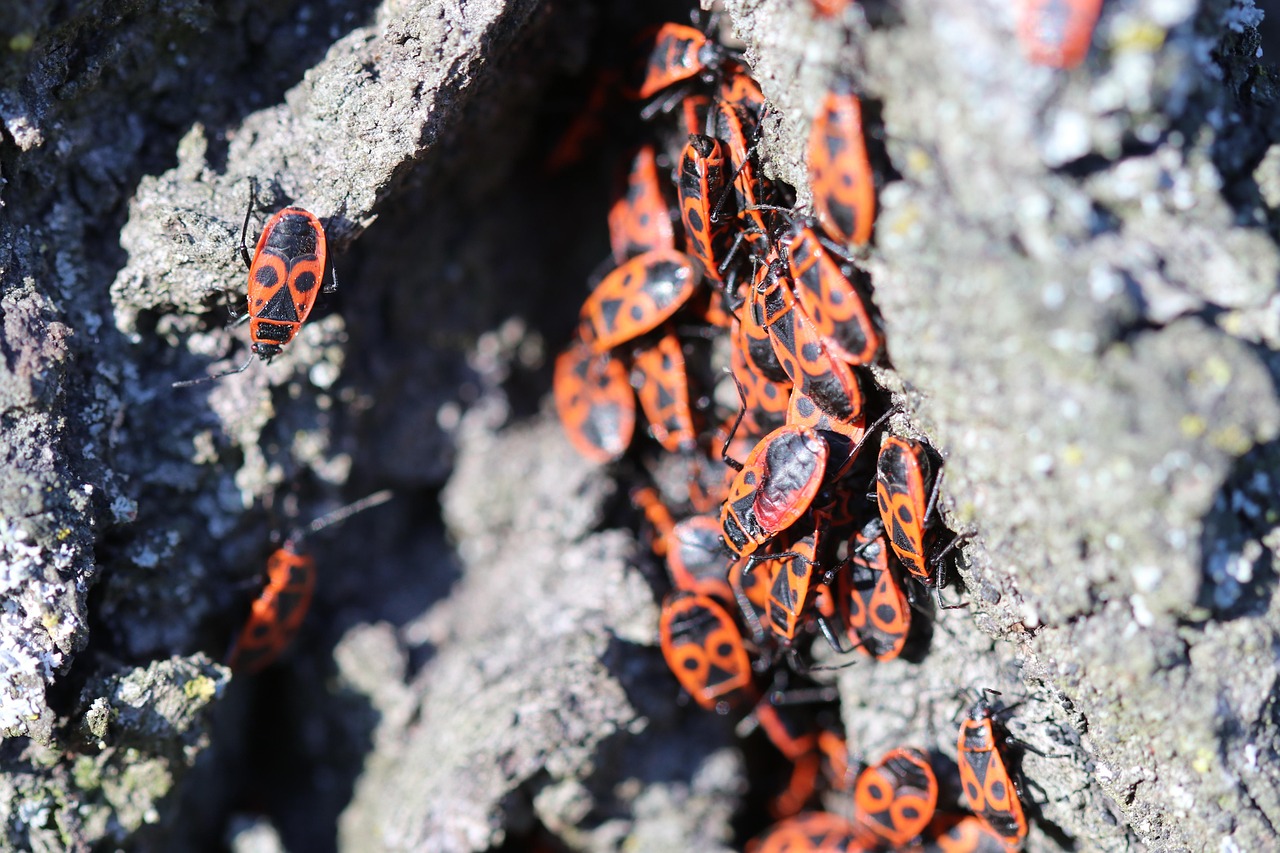 Pyrrhocoris Apterus Insects Insect - Free photo on Pixabay - Pixabay