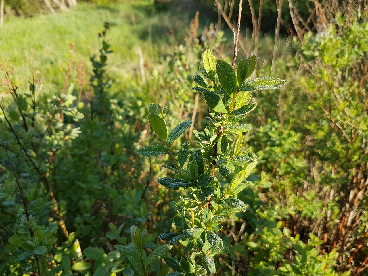 Plantelor Natura - Fotografie gratuită pe Pixabay