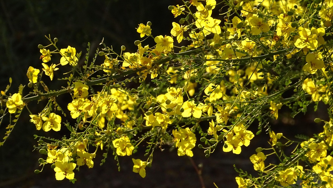 Yellow Flowers Tree - Free photo on Pixabay