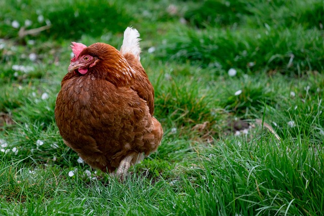 La Gallina Granja Pájaro - Foto gratis en Pixabay - Pixabay