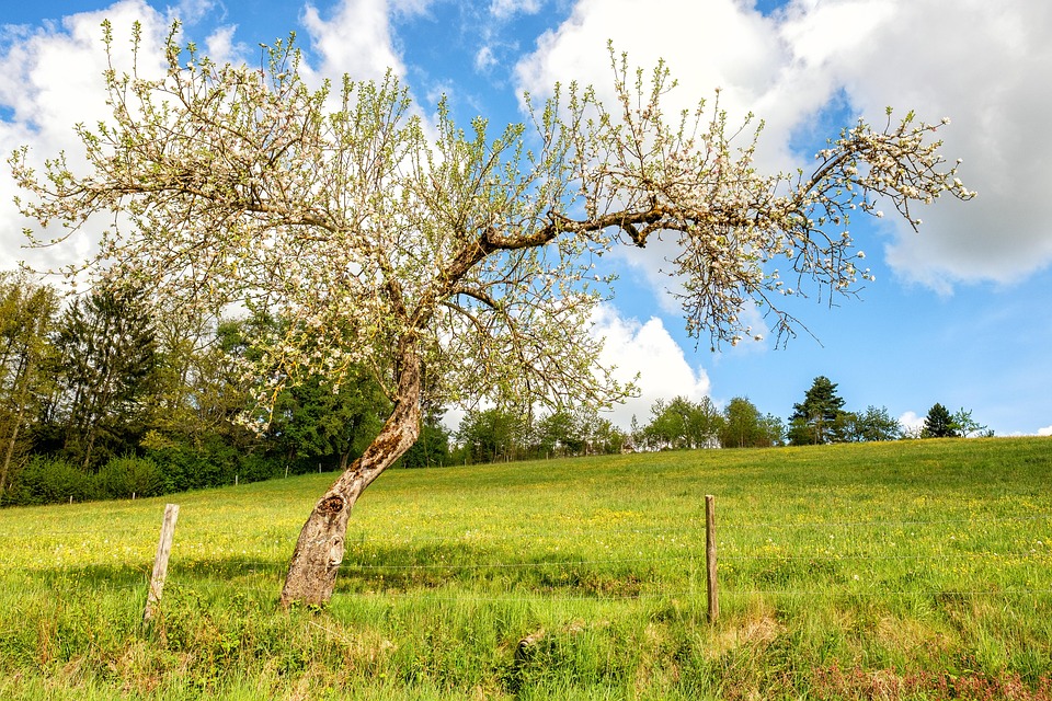 Tree Bloom Flourished - Free photo on Pixabay