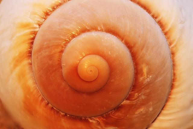 Shell Spiral Path - Free photo on Pixabay - Pixabay