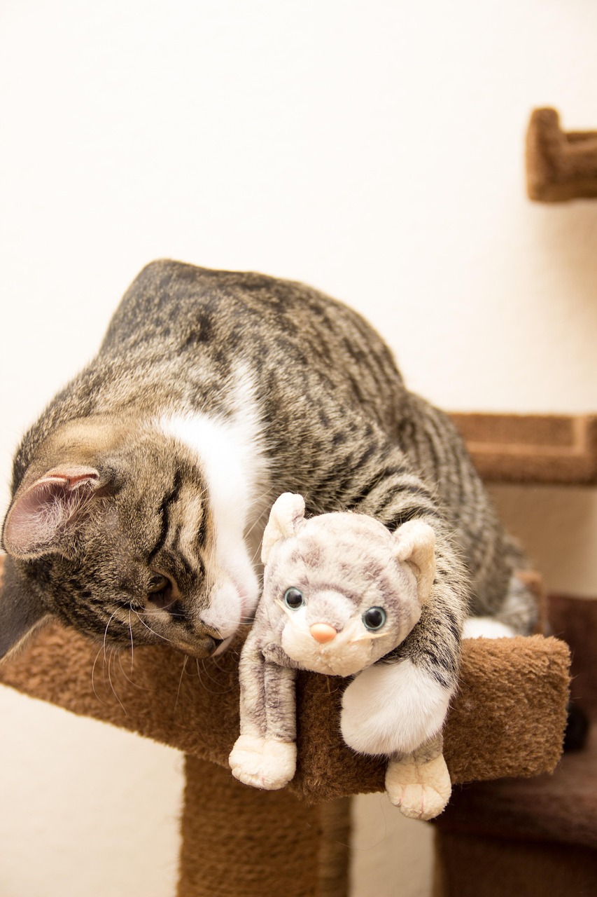 Cat European Shorthair Race Breed - Free photo on Pixabay