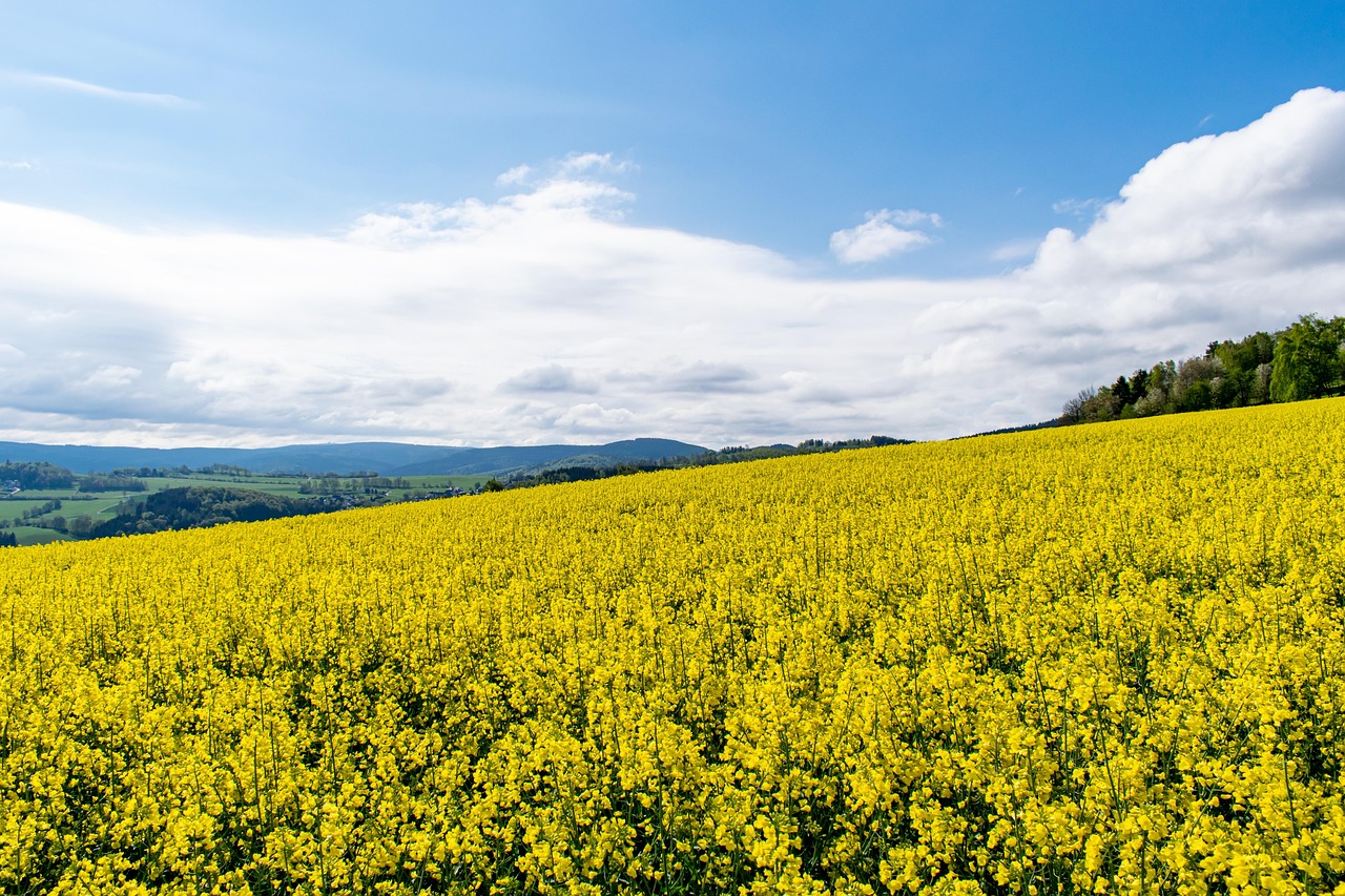 Oilseed Rape Field Of Rapeseeds - Free photo on Pixabay - Pixabay