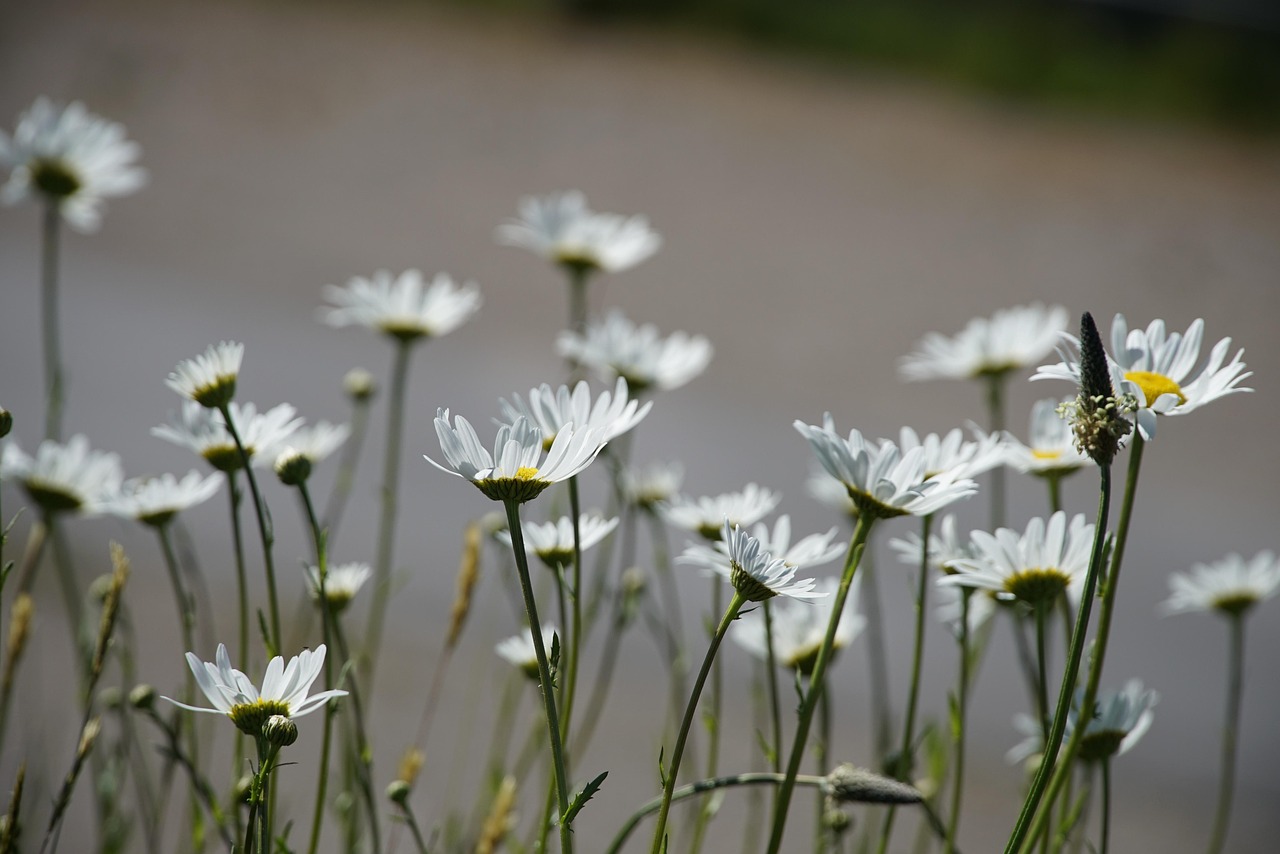 Marguerite Daisy Flowers - Free photo on Pixabay