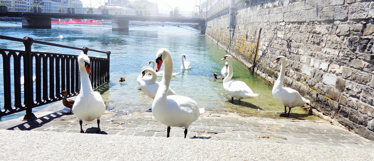 Swans Geneva - Free photo on Pixabay - Pixabay
