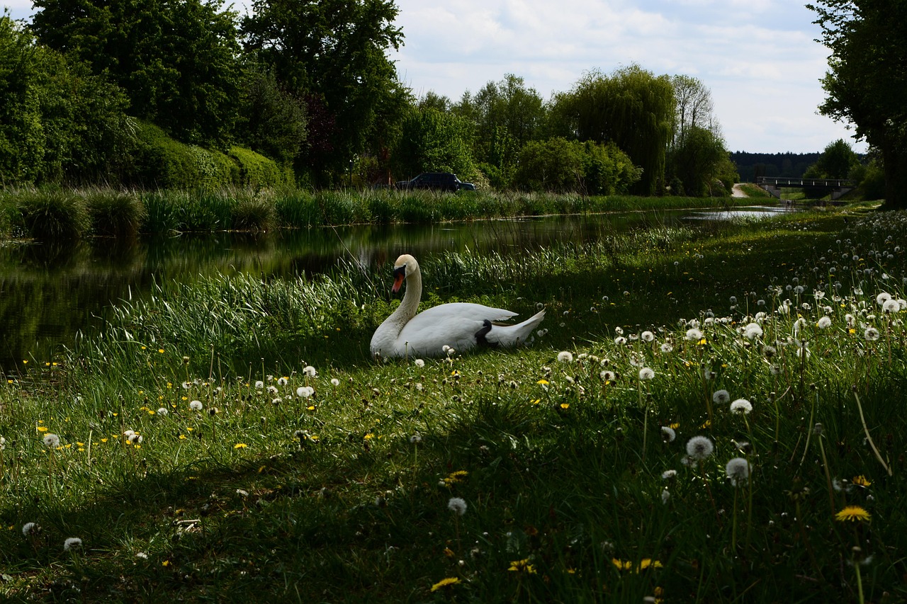 Cisne Prado Animal - Foto gratis en Pixabay - Pixabay