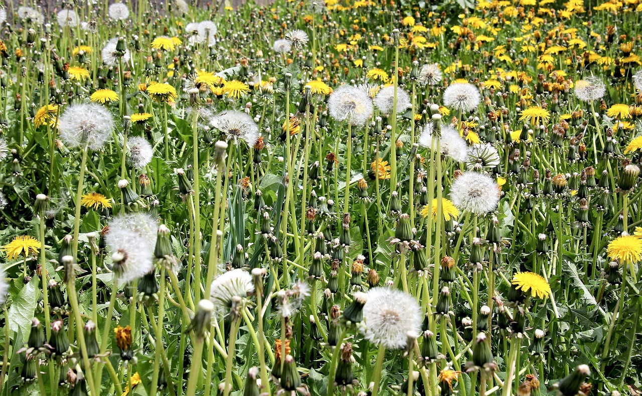 Diente De León Prado Flores - Foto gratis en Pixabay - Pixabay