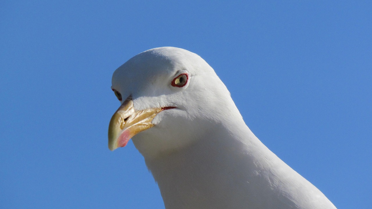 Möwe Meer Vogel - Kostenloses Foto auf Pixabay