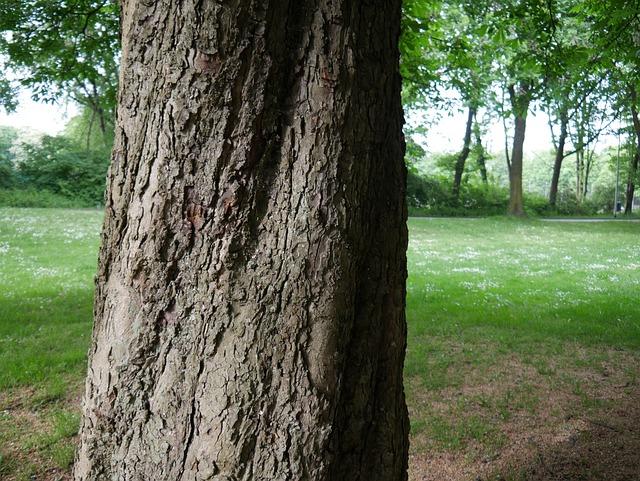 Baum Träd Natur - Gratis foto på Pixabay