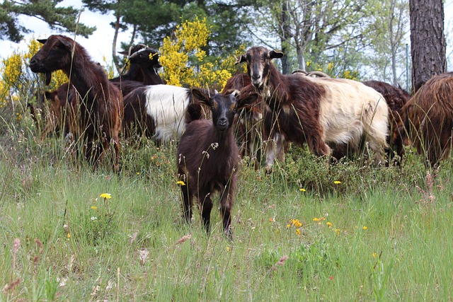 Goat Baby-Goat Nature - Free photo on Pixabay