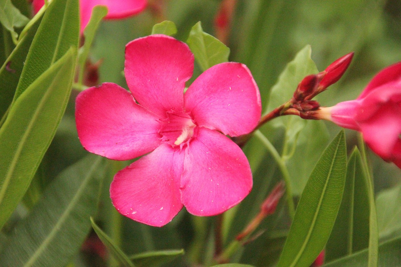 Pohon Salam Bunga Alam - Foto gratis di Pixabay - Pixabay