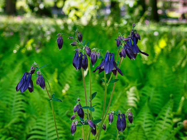 Columbine Aquilegia Flowering - Free photo on Pixabay