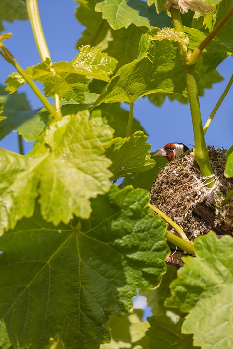 Bird Stieglitz Vine - Free photo on Pixabay