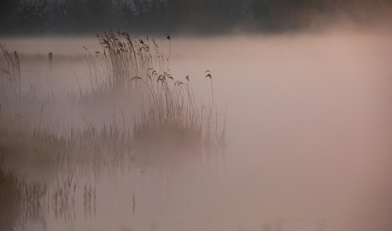 Misty Riverbank Mist - Free photo on Pixabay