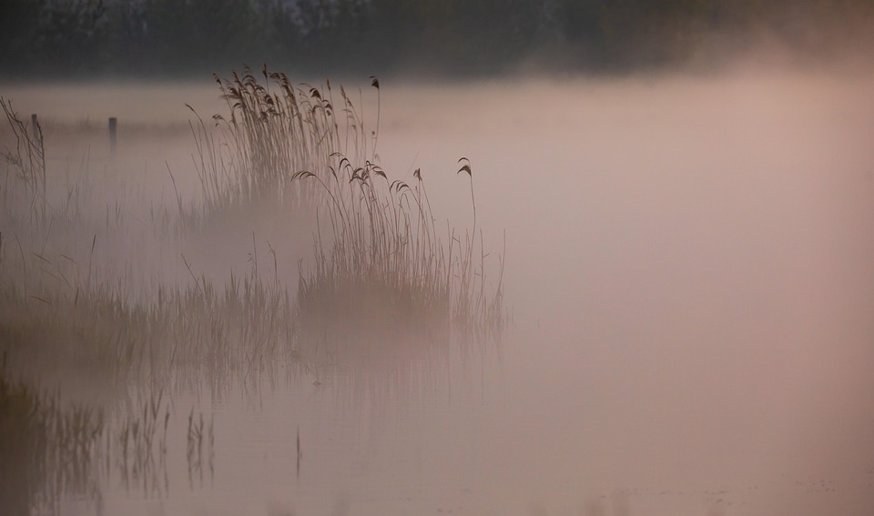 Misty Riverbank Mist - Free photo on Pixabay