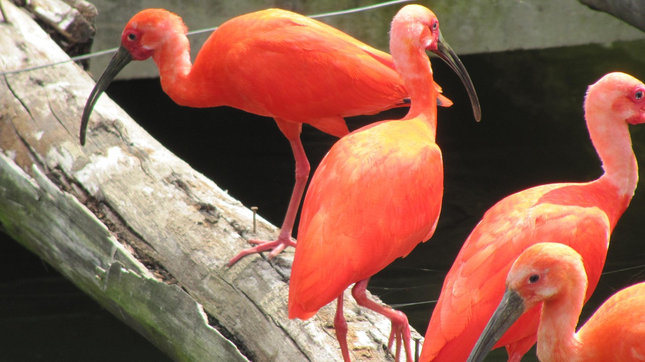 Flamingo Bird Animal - Free photo on Pixabay - Pixabay