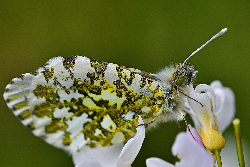 La Nature Papillon Aurorafalter - Photo gratuite sur Pixabay - Pixabay