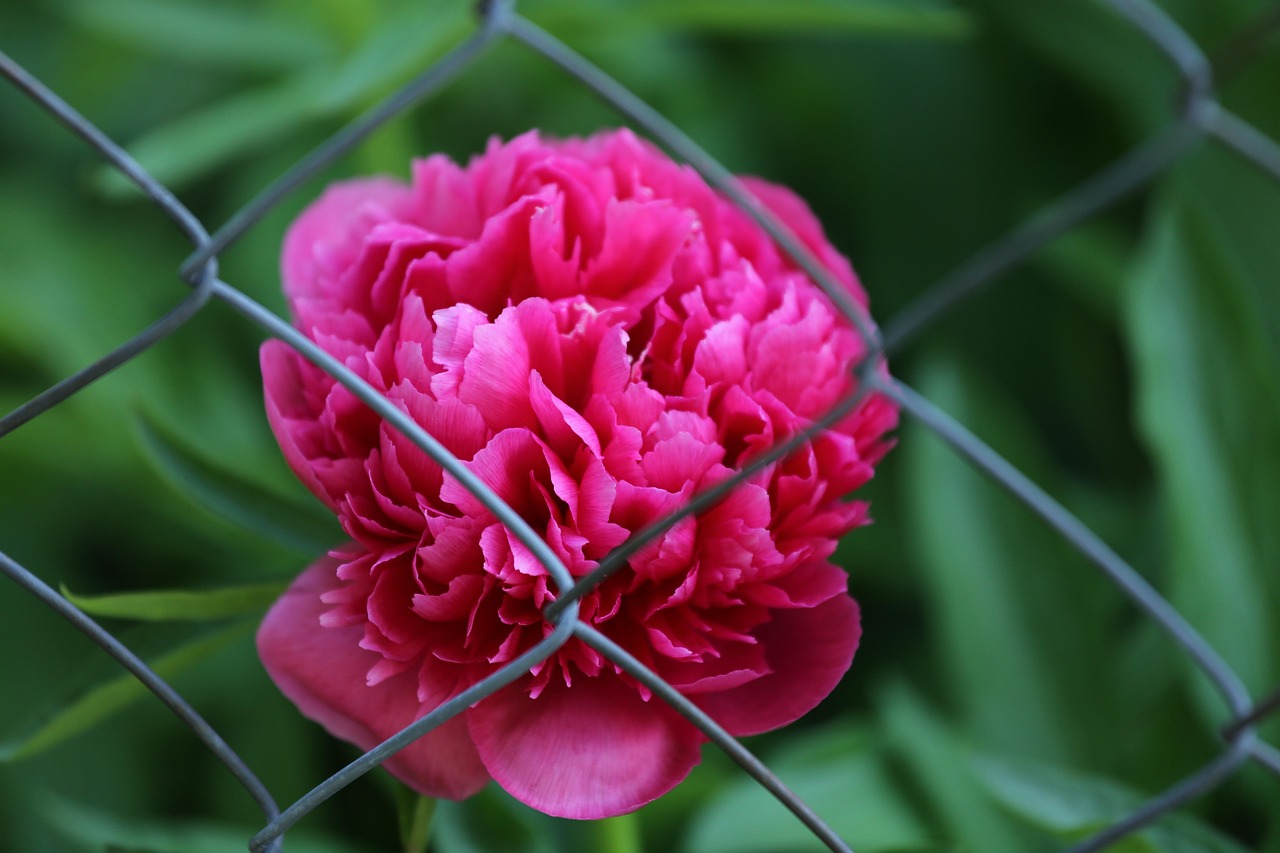 Violet Peony Paeonia - Foto gratis di Pixabay - Pixabay