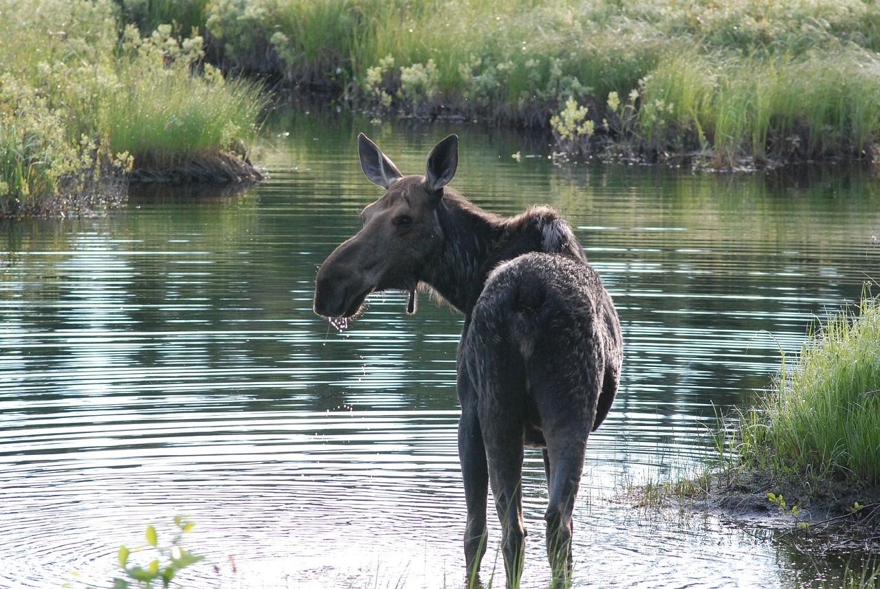 Moose Alert Looking - Free photo on Pixabay