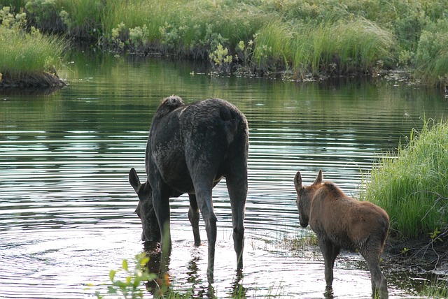 Moose And Cow Heading Out - Free photo on Pixabay