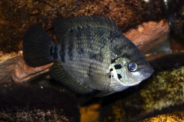 Archocentrus Centrarchus Cichlid - Foto gratis di Pixabay - Pixabay