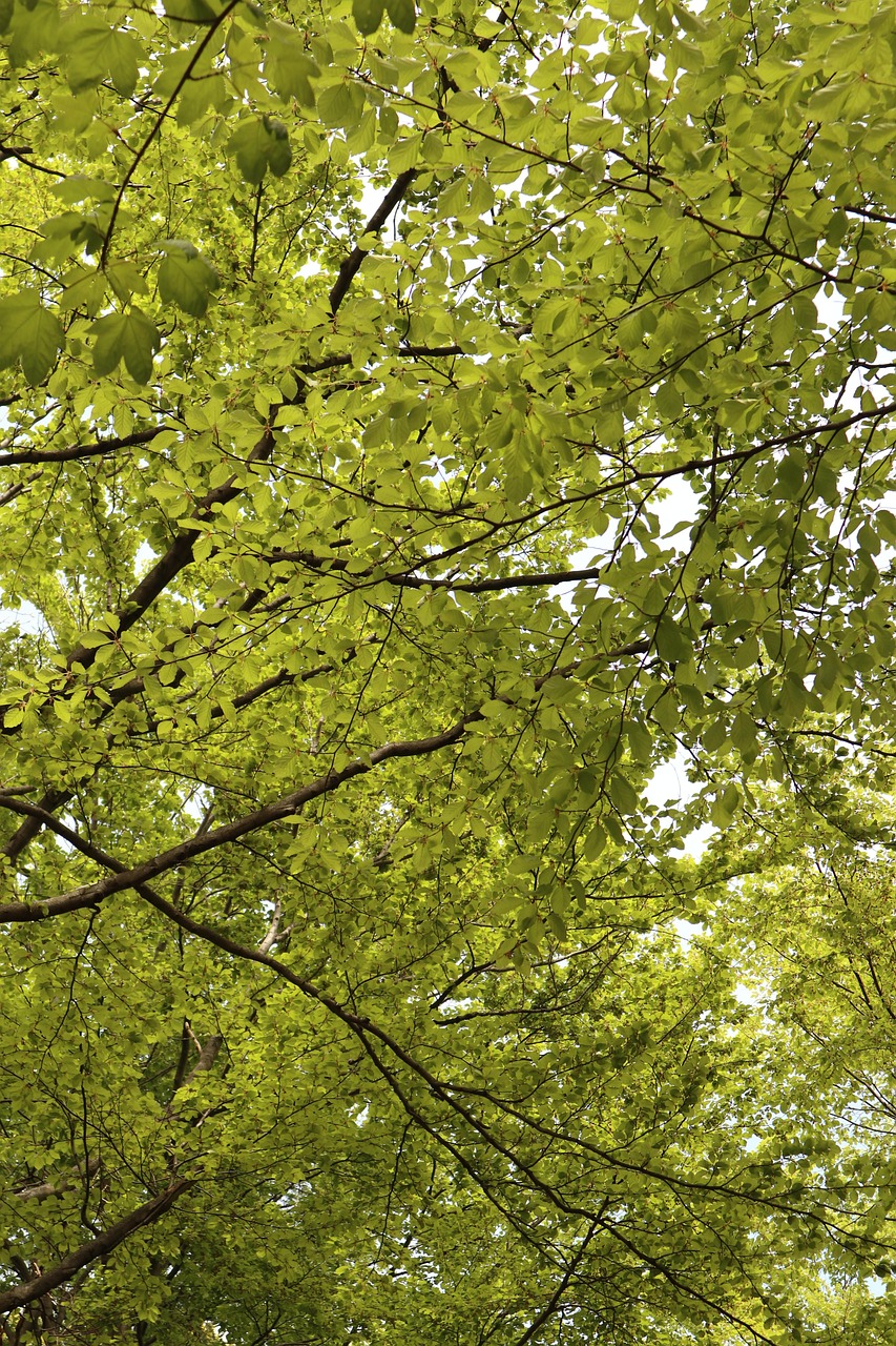Green Tree Spring - Free photo on Pixabay - Pixabay
