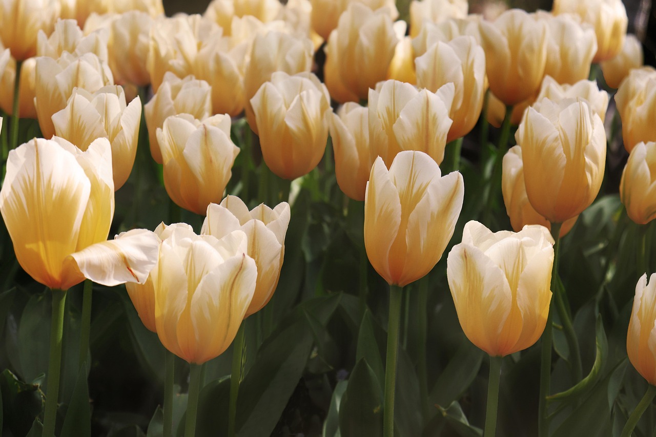 Tulips Flowers Yellow - Free photo on Pixabay - Pixabay