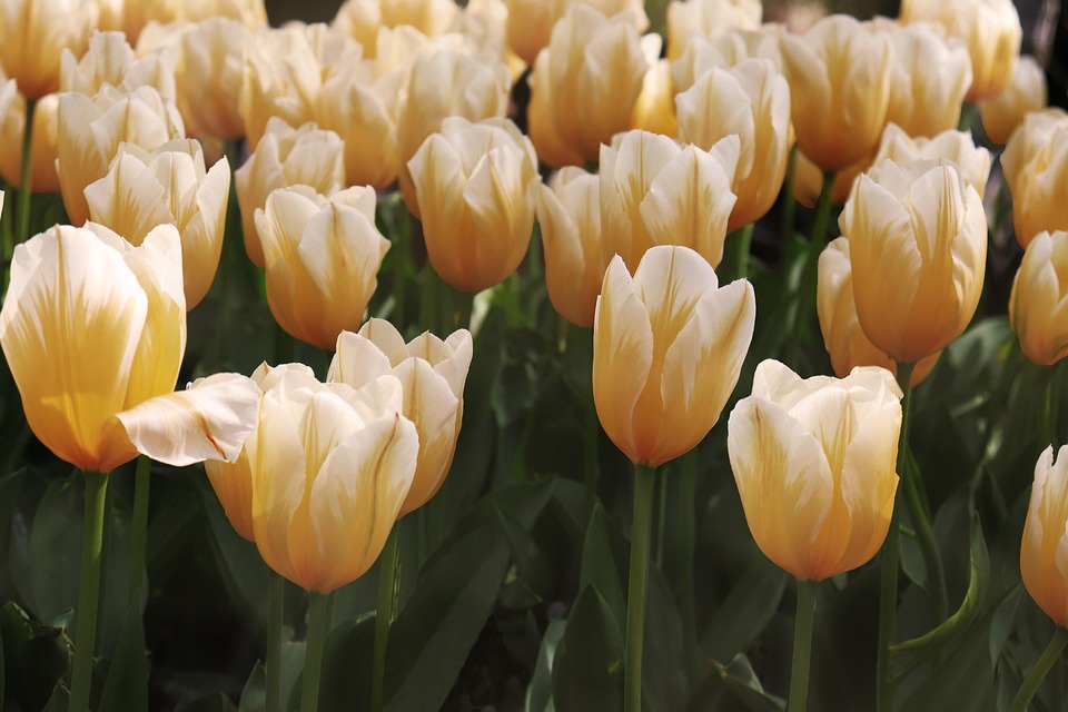 Tulips Flowers Yellow - Free photo on Pixabay - Pixabay