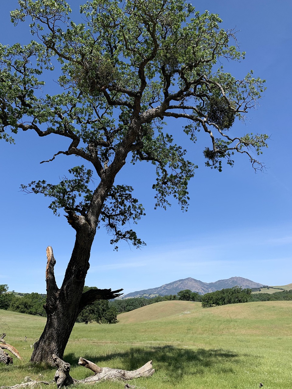 70+ Free Broken Tree Branches & Broken Images - Pixabay