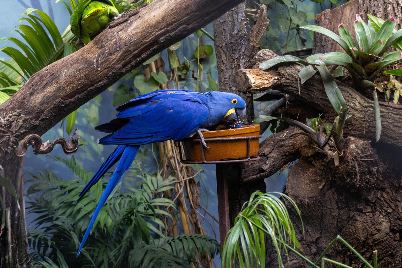 Papagaio Jardim Zoológico Animal - Foto gratuita no Pixabay