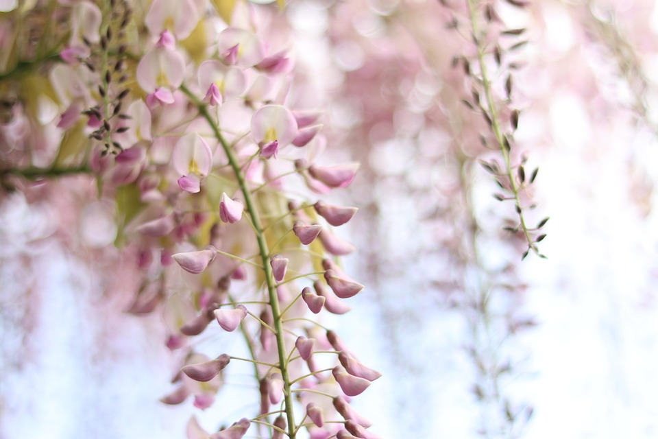Glycine Grimpante Fleur - Photo gratuite sur Pixabay