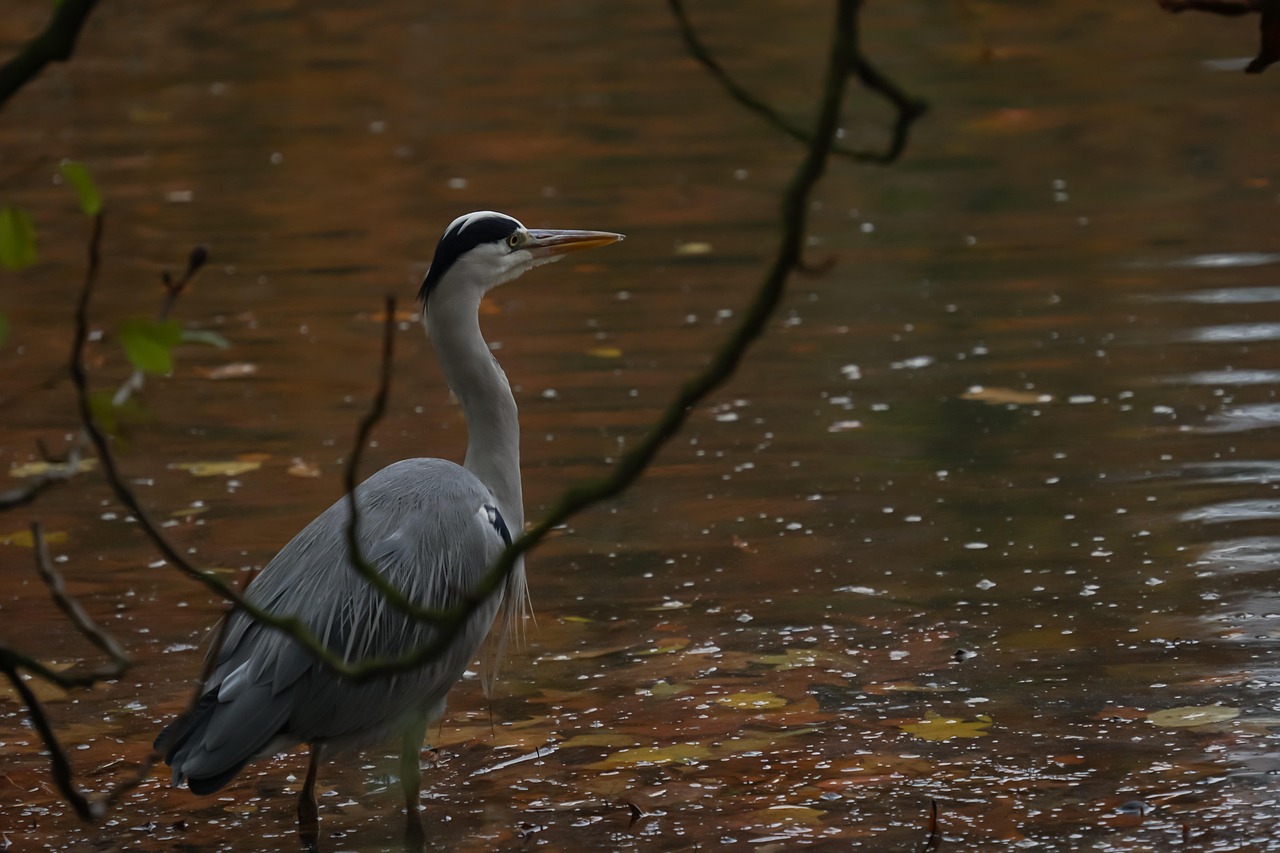Heron Lac Automnal - Photo gratuite sur Pixabay